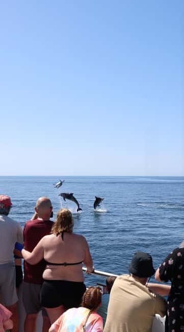 Vilamoura: Boat Tour Dolphin Quest & Marine Life Search - Who Will Love This Tour?