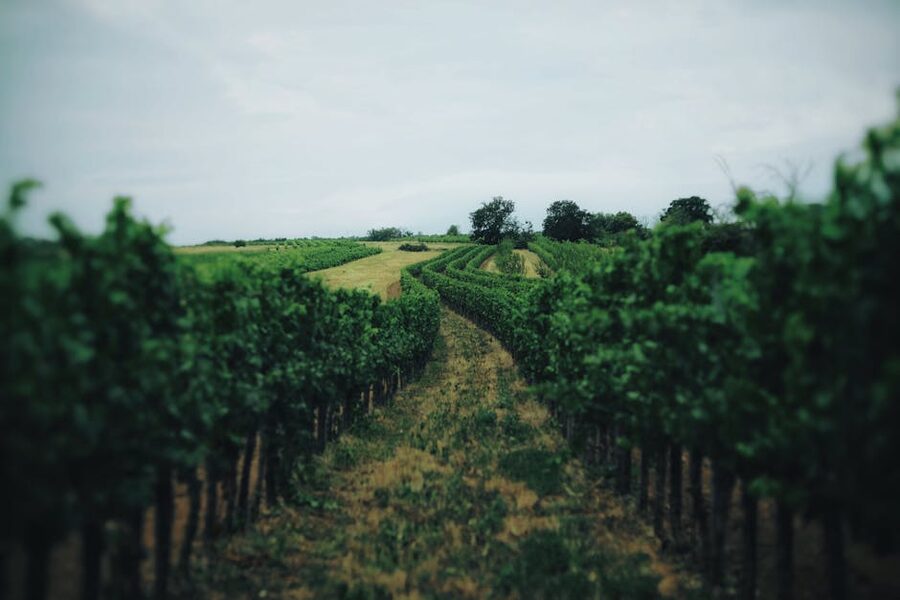 Rows of green grapevines in a Margaret River vineyard