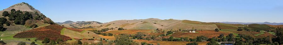 Vineyards of Napa Valley panorama showing rolling vines