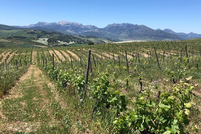 VIP Ronda Wine Tour and Tasting and Gourmet Lunch Experience with Winemaker - What Makes This Tour Stand Out?