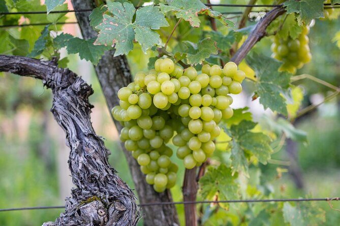 Vipava Valley Wine Express Tour From Ljubljana - Food and Tastings