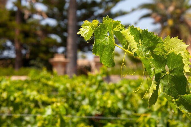 Visit and Private Tasting of EVO Oil and Organic Wine - Final Thoughts