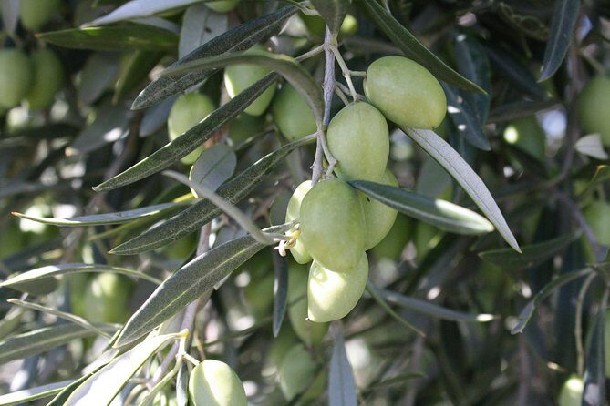 Visit olive grove centenary with oil tasting course - FAQs