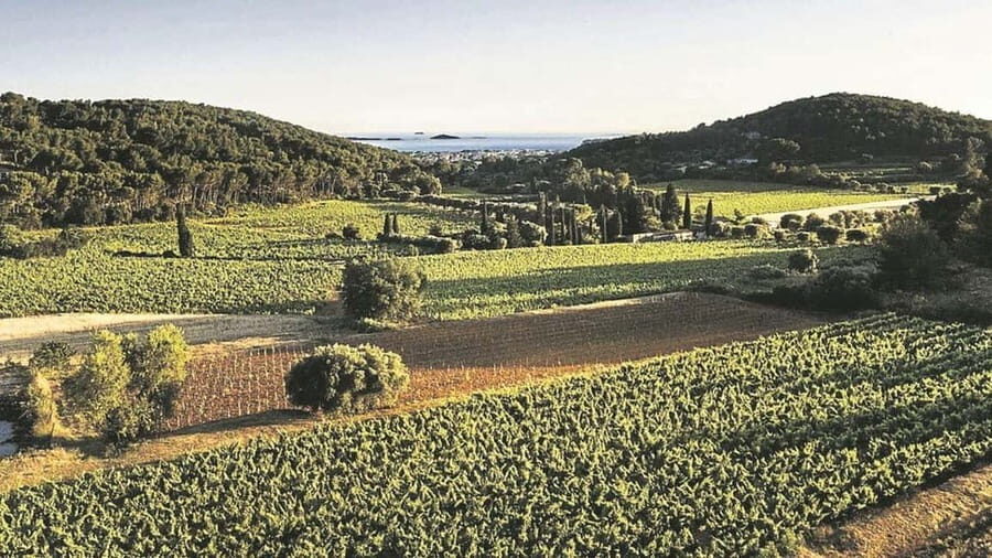Visit the vineyards and discover Bandol wines - What to expect during the tour