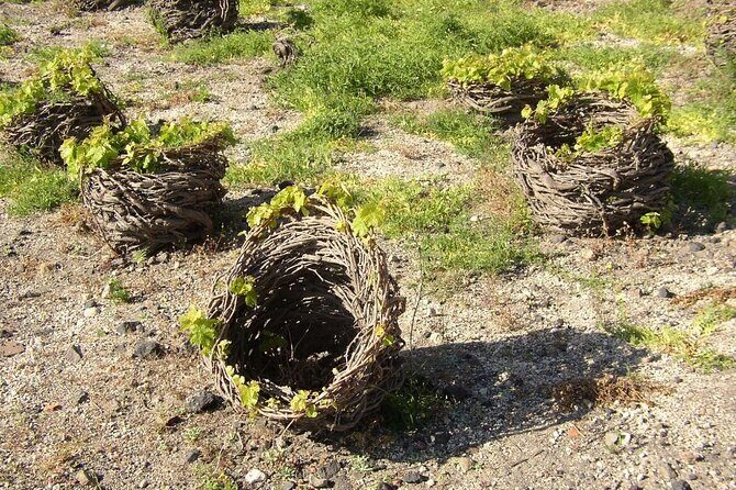 Visit to a Wine Museum and Wine Tasting in Santorini - In-Depth Look at the Itinerary