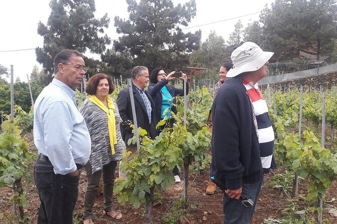 Visit to Arafo Mountain Vineyard and Organic Wine Tasting - The Experience’s Authenticity and Value