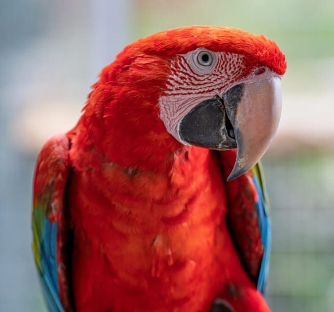 Visit to Madeira Bird Island - FAQ