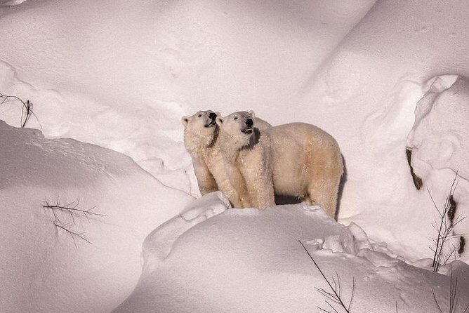 Visit To Ranua Zoo - An In-Depth Look at the Ranua Zoo Tour