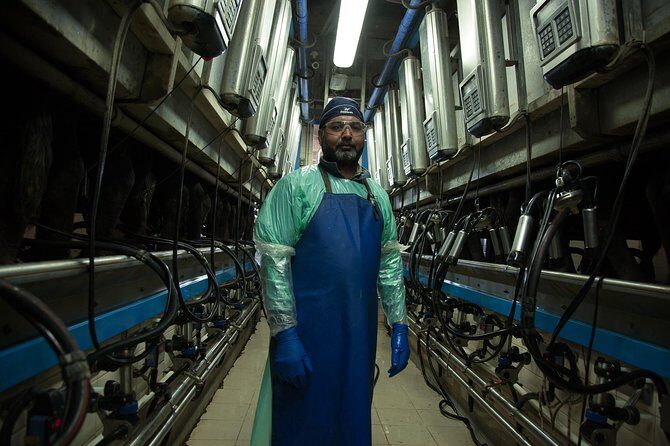 Visit to the Bufale and Dairy farm with cheese tasting - Authentic Experiences and Real Visitors’ Insights