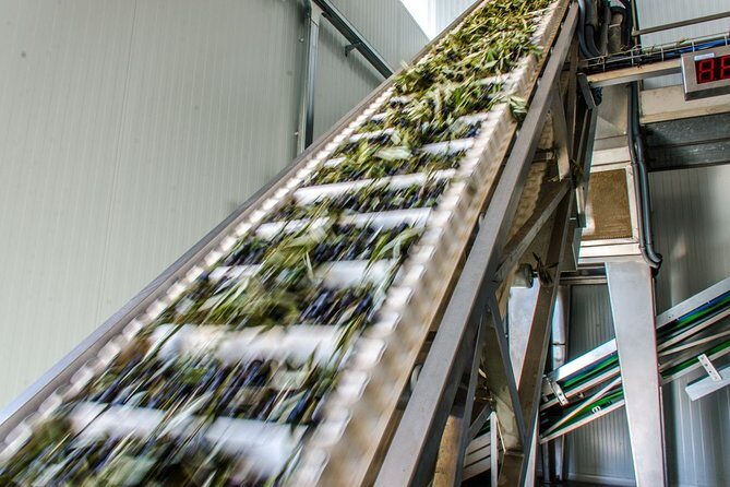 Visit to the oil mill with EVOO experiences in Cuenca - Why This Tour Works Well