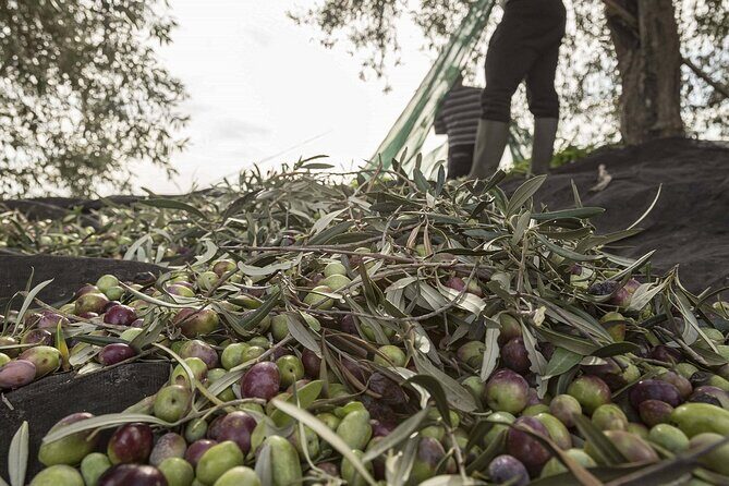 Visit to the olive grove, oil tasting and lunch at the farm - What’s Not Included