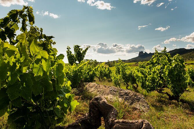 Visit to the winery with a tasting of 3 wines and appetizers - What to Expect During Your Visit