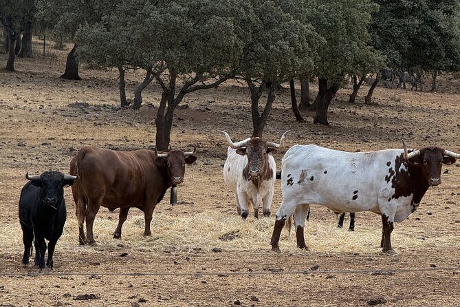 Visita en exclusiva con los 5 sentidos - Frequently Asked Questions