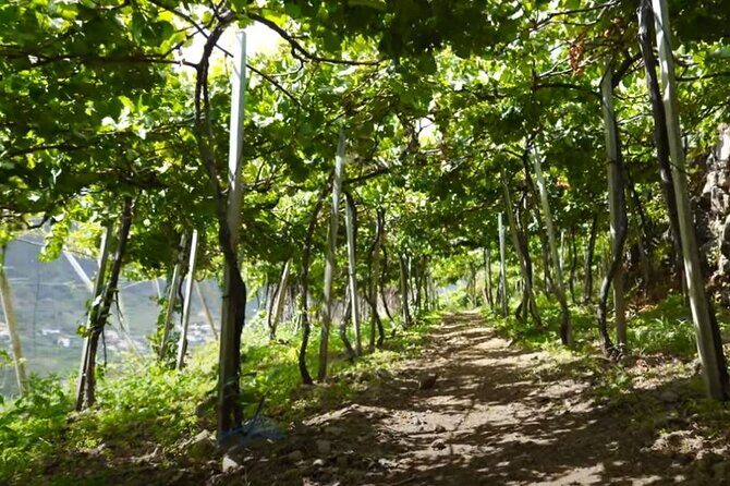 Visiting local Vineyard With Wine Tasting & Lunch included - An In-Depth Look at the Tour Itinerary