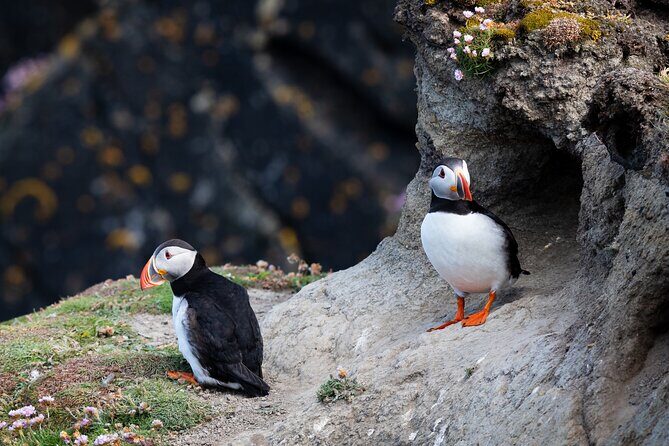 Volcanic Vistas & Puffin Paradise ATV Tour - Authentic Experiences & Insider Tips