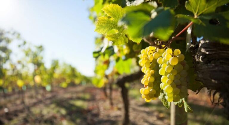 Vouvray wine half-day tour from Tours - Exploring Vouvray’s Vineyards