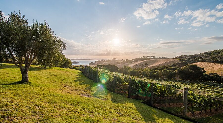 Cable Bay Vineyard views with Pinot Gris and olive trees