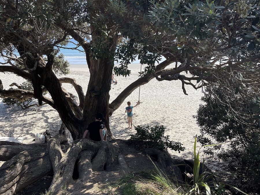 Pohutukawa tree on Onetangi Beach Waiheke