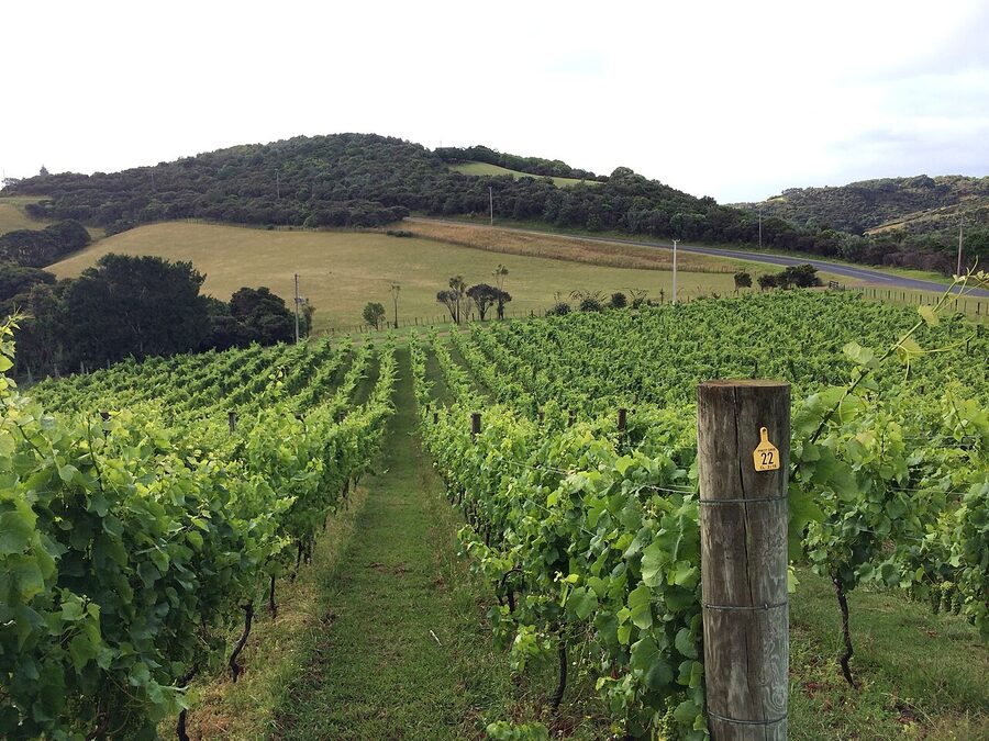 Vineyard with rolling hills on Waiheke Island
