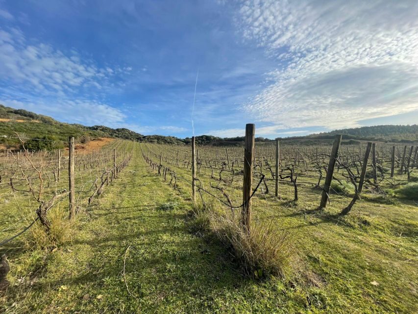 Walk through our vineyard and aperitif - The Details of the Vineyard Walk and Aperitif Tour