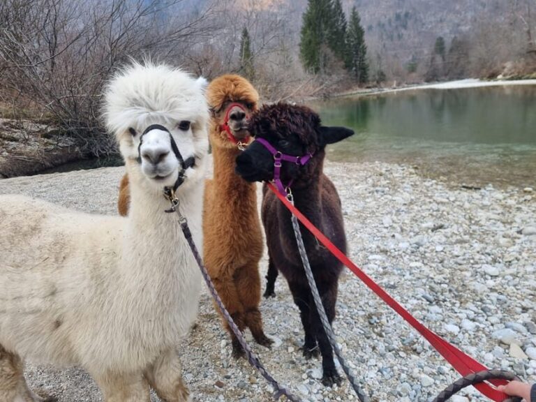 Walking with alpacas - Domaija Loncnar - Bohinj - Who Should Consider This Experience?