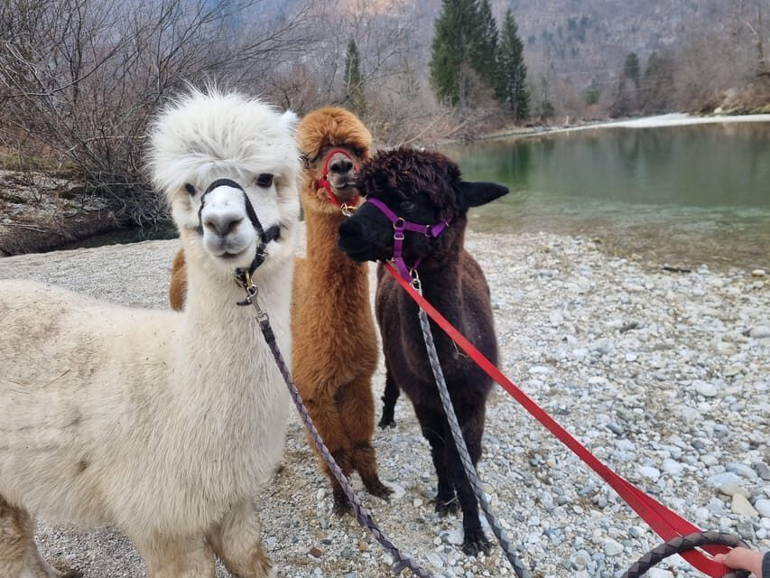 Walking with alpacas - Domaija Loncnar - Bohinj - Who Should Consider This Experience?