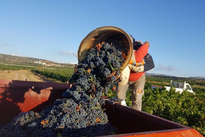 Walks in the heart of the secret vineyards around Collioure, tastings - Final Thoughts: Is It Worth It?