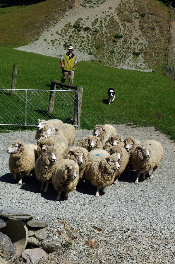 Merino sheep at Walter Peak High Country Farm