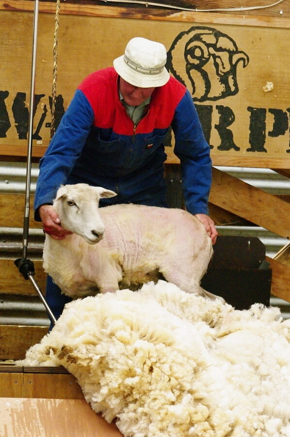 Sheep shearing demonstration at Walter Peak Farm Queenstown