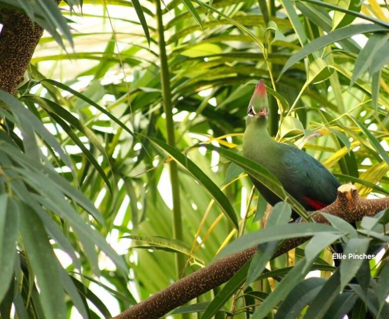 West Berkshire,UK: The Living Rainforest Centre Entry Ticket - Who Will Love This Experience?