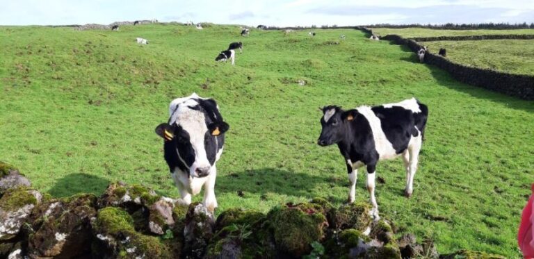 West Coast Van Tour (Half Day) | Terceira Island - Who Will Love This Tour?