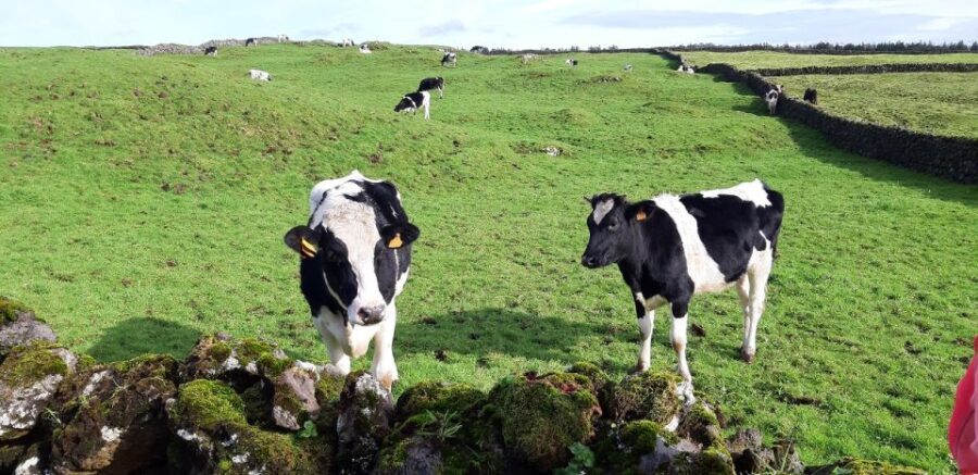 West Coast Van Tour (Half Day) | Terceira Island - Who Will Love This Tour?