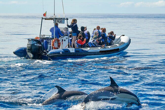 Whale and Dolphin Watching Tour on Pico Island - Why This Tour Offers Great Value