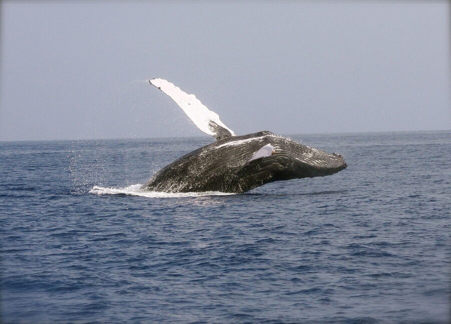 Humpback whale breaching in ocean water