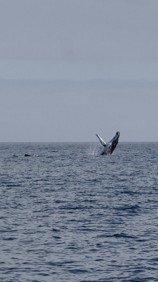Whale breaching the ocean surface under clear blue sky