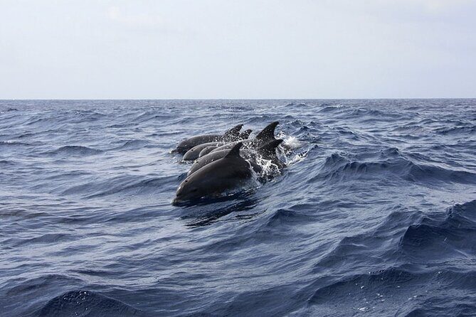 Whale & Dolphin Watching in Tenerife (Puerto Colon) On a Large Catamaran - Real Traveler Insights