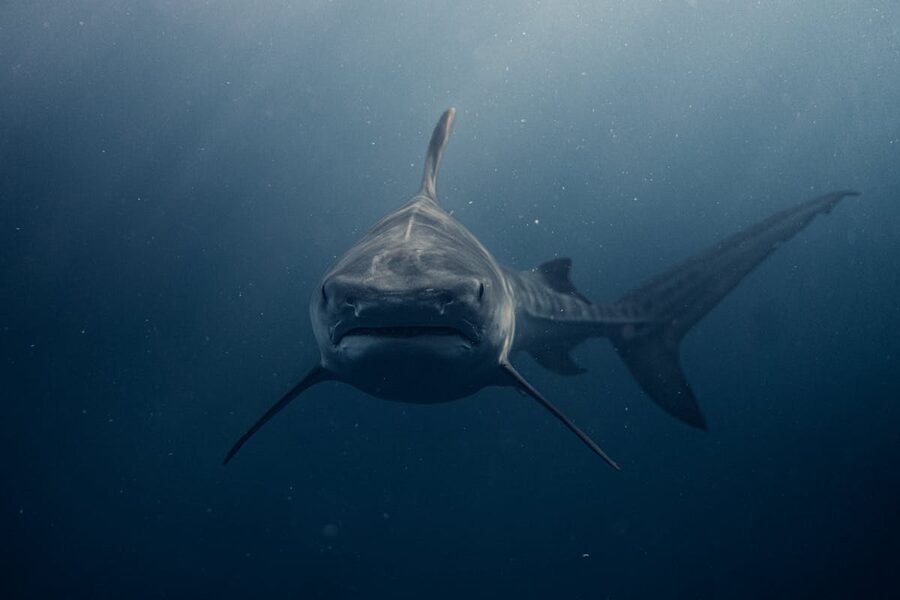 Close-up of a whale shark swimming underwater in clear water near Haleiwa Hawaii