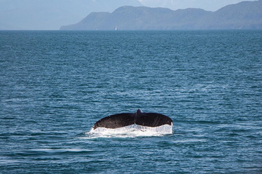 Whale tail breaching the surface of the Pacific Ocean