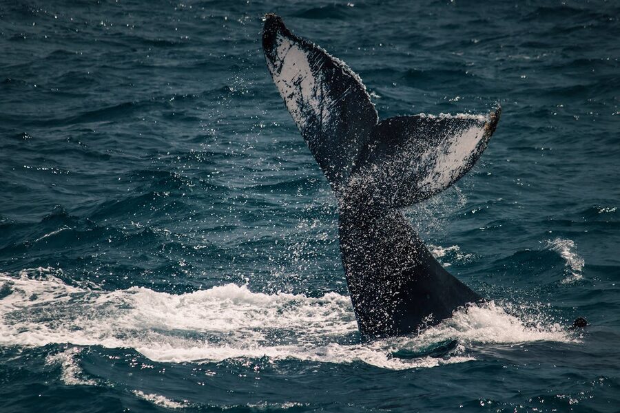 Blue whale tail emerging from the ocean surface