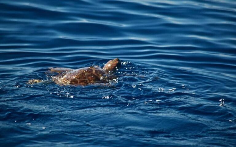 Whale watching - Final Thoughts