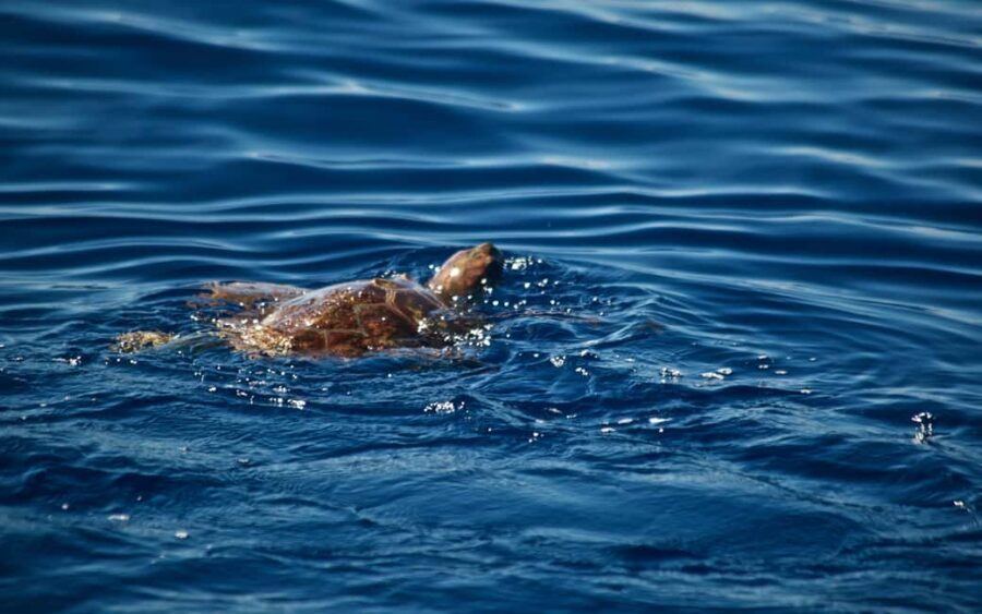 Whale watching - Final Thoughts