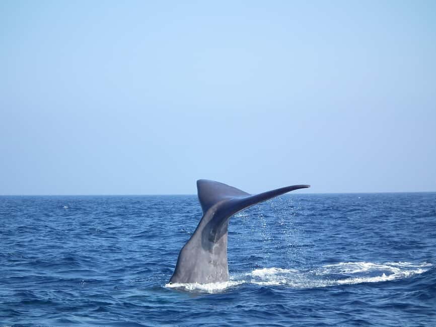 Whale-Watching, Dolphins & Whales from Bandol - What to Expect on the Day