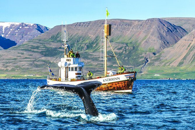 Whale Watching on board a Traditional Oak Boat from Árskógssandur - Analyzing the Value: Is it Worth the Price?