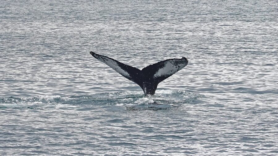 Whale tail during whale watching in ocean bay