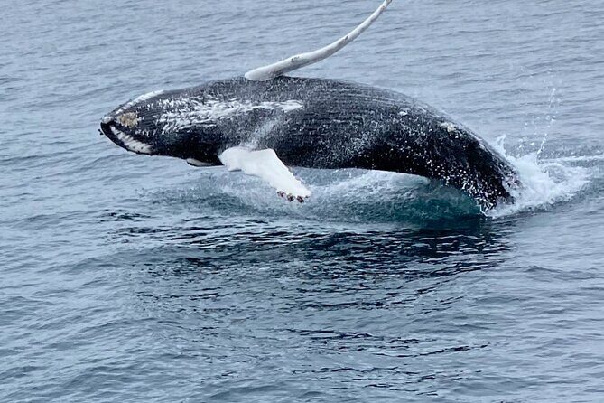 Whale Wonders Morning Expedition from Reykjavík - Who Will Love This Tour?
