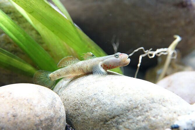 Whipsnade Zoo Entry Ticket - The Animal Exhibits and Encounters