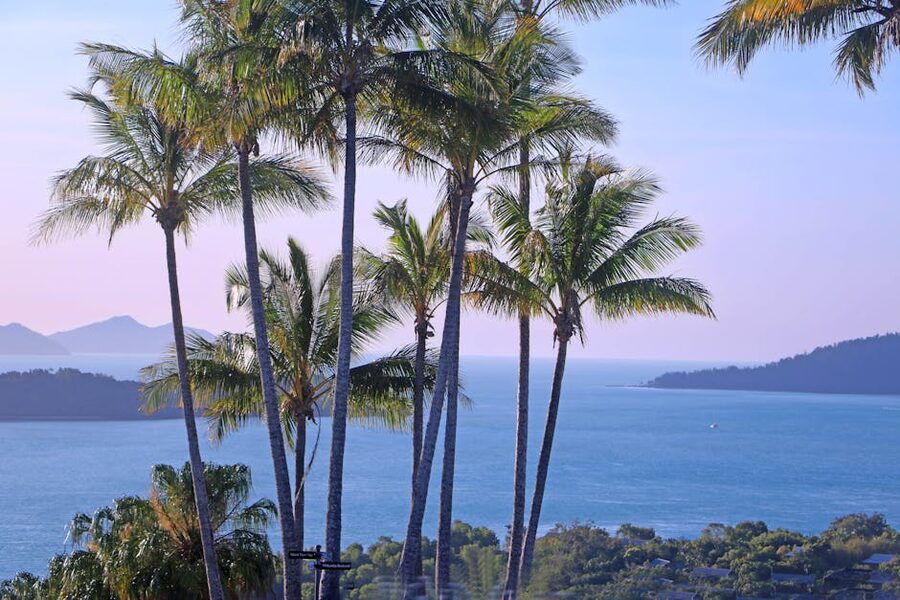 Tropical palm trees over Whitsundays water Queensland