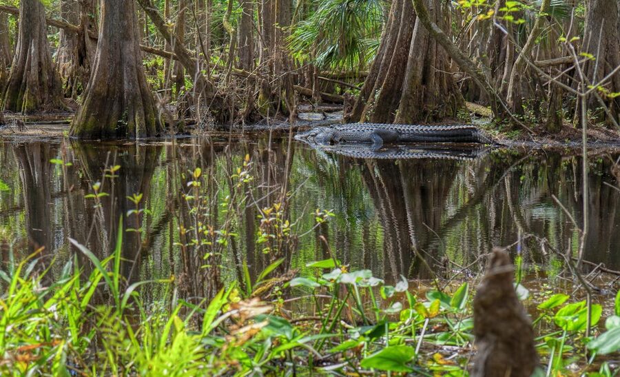 Wild alligator in a swamp setting in natural habitat
