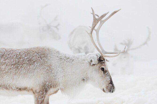 Wild Reindeers Safari + Lunch in Glass Igloo (private service) - Transportation and Comfort