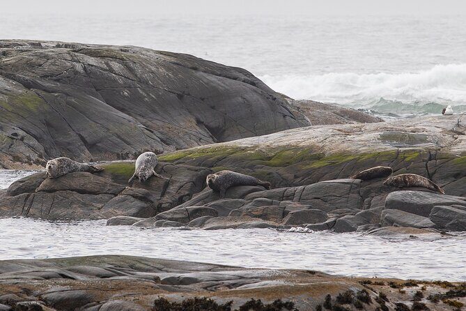 Wildlife Sea Safari in Alesund - The Sum Up